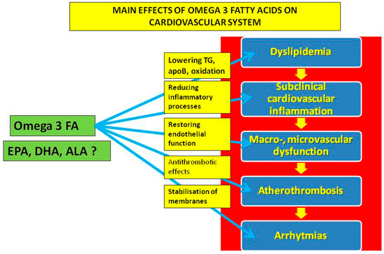 IJMS | Free Full-Text | Omega-3 Polyunsaturated Fatty Acids—Vascular ...