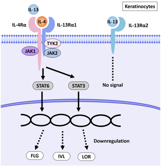 An Interleukin-4 and Interleukin-13 Induced Atopic Dermatitis Human ...