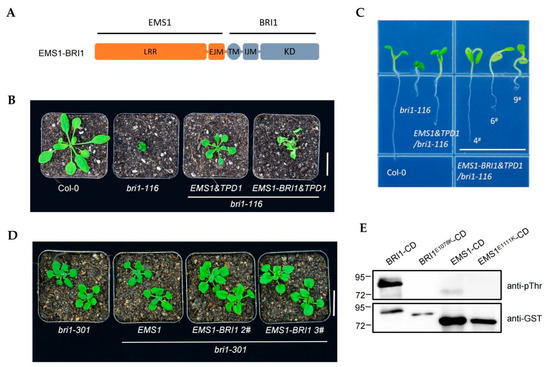Engineering Chimeras by Fusing Plant Receptor-like Kinase EMS1 and BRI1 ...