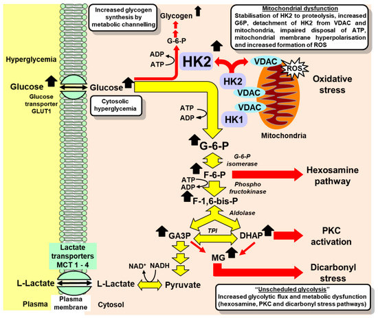 Hexokinase-2-Linked Glycolytic Overload and Unscheduled Glycolysis ...