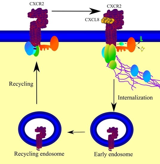 IJMS | Free Full-Text | CXCR2 Receptor: Regulation of Expression ...