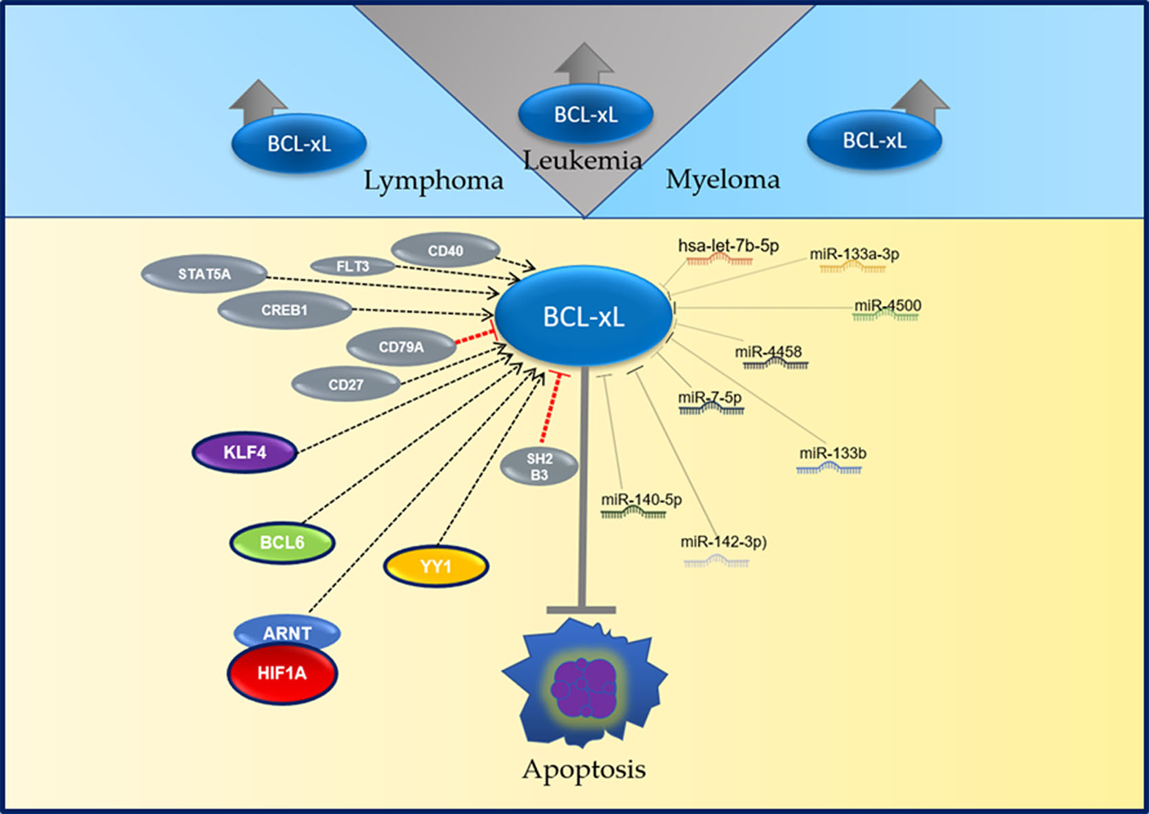 IJMS | Free Full-Text | Roles and Regulation of BCL-xL in Hematological ...