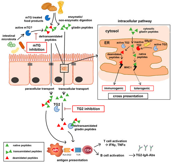 Tissue Transglutaminase but Not Microbial Transglutaminase Is Inhibited ...