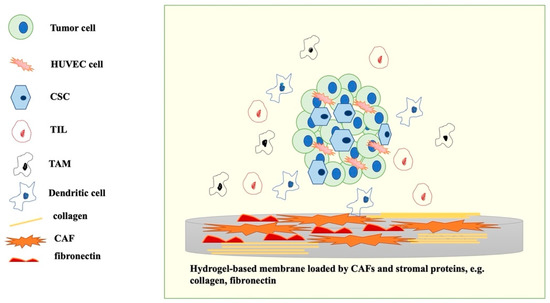 Clinical Application Perspectives of Lung Cancers 3D Tumor Microenvironment Models for In Vitro ...
