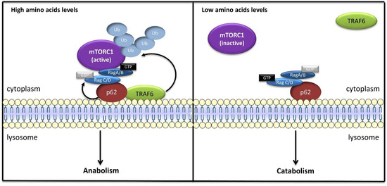 Lysosomes at the Crossroads of Cell Metabolism, Cell Cycle, and Stemness