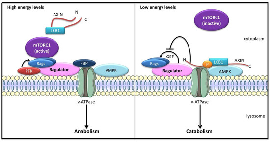 Lysosomes at the Crossroads of Cell Metabolism, Cell Cycle, and Stemness