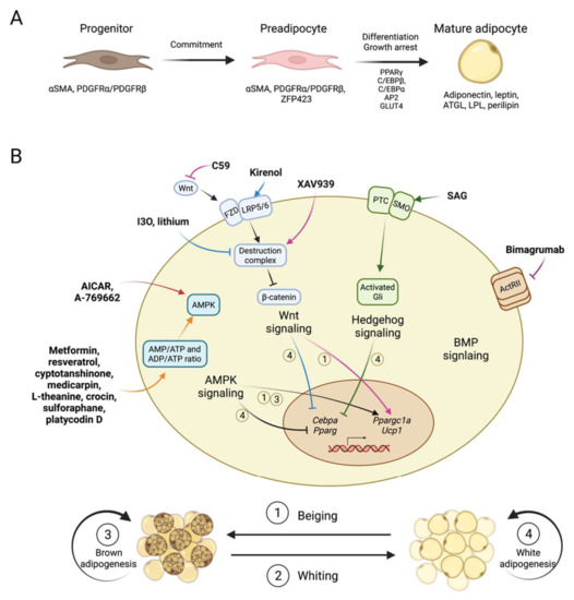 IJMS | Free Full-Text | The Potential to Fight Obesity with ...
