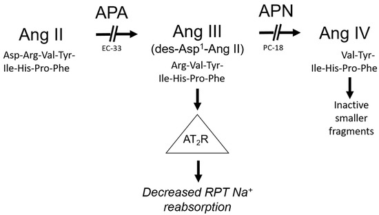 Angiotensin Type-2 Receptors: Transducers of Natriuresis in the Renal ...