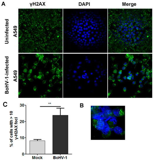β-Catenin-Specific Inhibitor, iCRT14, Promotes BoHV-1 Infection-Induced ...