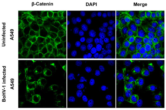 β-Catenin-Specific Inhibitor, iCRT14, Promotes BoHV-1 Infection-Induced ...