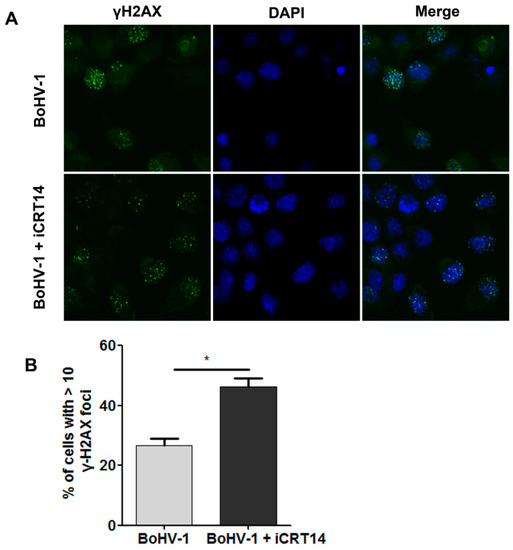 β-Catenin-Specific Inhibitor, iCRT14, Promotes BoHV-1 Infection-Induced ...