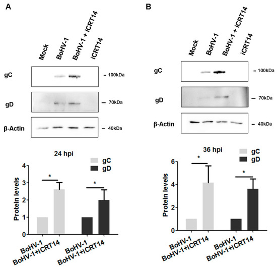 β-Catenin-Specific Inhibitor, iCRT14, Promotes BoHV-1 Infection-Induced ...