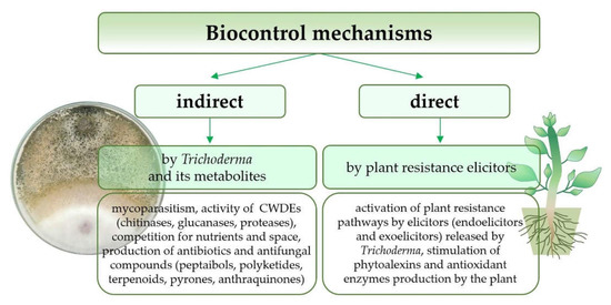 IJMS | Free Full-Text | Trichoderma: The Current Status of Its Application in Agriculture for ...
