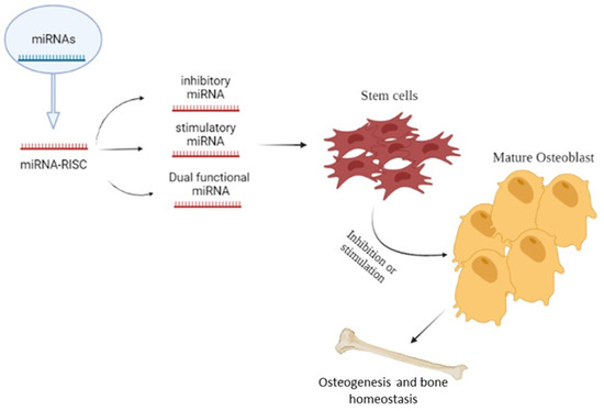 Ijms Free Full Text The Biological Function Of Micrornas In Bone Tumors