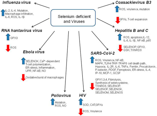 IJMS | Free Full-Text | Immunomodulatory and Anti-Inflammatory ...