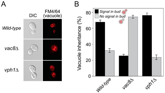 IJMS | Topical Collection : 21st Anniversary of IJMS: Advances in ...