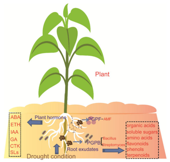 Current Studies of the Effects of Drought Stress on Root Exudates and ...