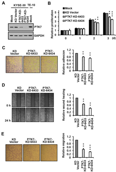 IJMS | Free Full-Text | PTK7, a Catalytically Inactive Receptor ...