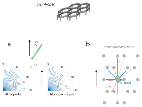 Dynamics of Endothelial Engagement and Filopodia Formation in Complex ...