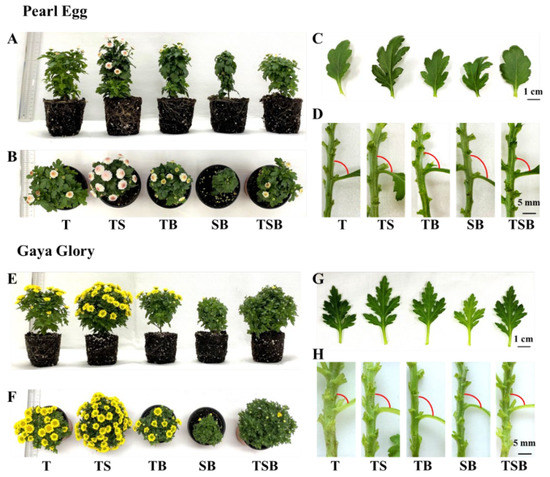 Lighting from Top and Side Enhances Photosynthesis and Plant ...