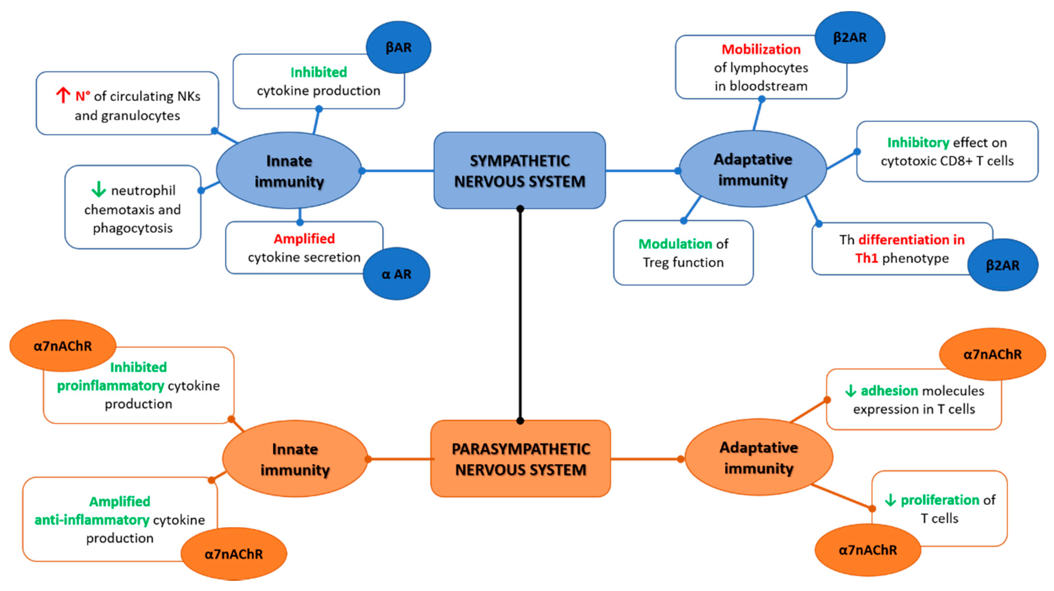 The Autonomic Nervous System Interaction With Immunity Encyclopedia Mdpi
