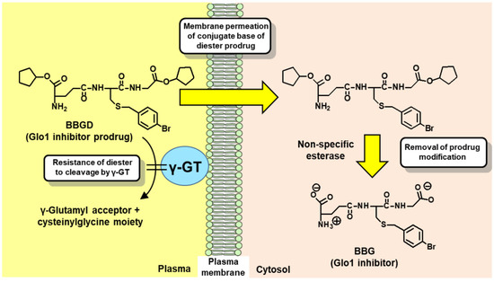 Emerging Glycation-Based Therapeutics—Glyoxalase 1 Inducers and ...