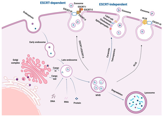 IJMS | Free Full-Text | Exosomal RNAs: Novel Potential Biomarkers for ...