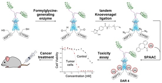 IJMS | Free Full-Text | Bivalent EGFR-Targeting DARPin-MMAE Conjugates