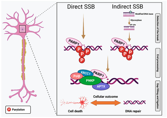 The Complex Mechanisms by Which Neurons Die Following DNA Damage in ...