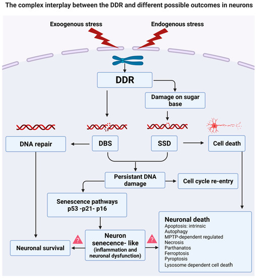 The Complex Mechanisms by Which Neurons Die Following DNA Damage in ...