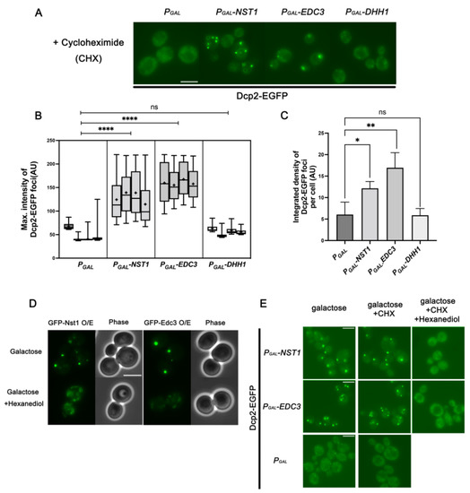 Nst1, Densely Associated to P-Body in the Post-Exponential Phases of ...