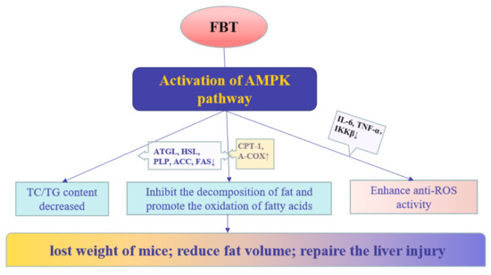 Theophylline Extracted from Fu Brick Tea Affects the Metabolism of ...