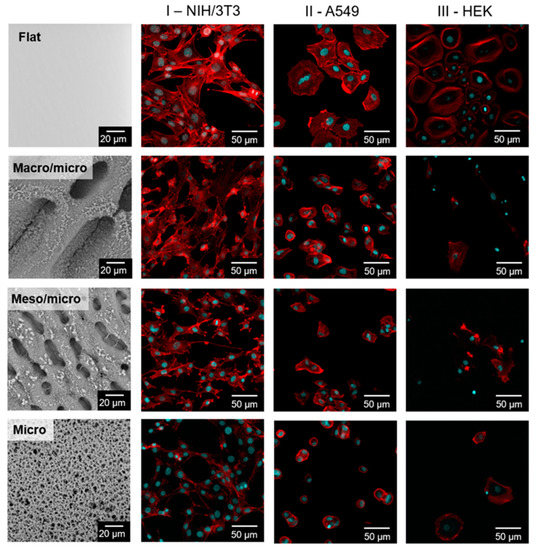 Hierarchically Structured Surfaces Prepared by Phase Separation: Tissue ...
