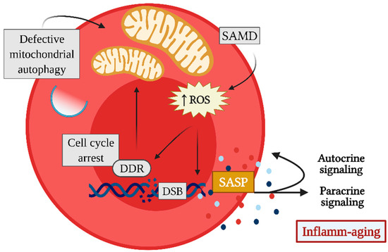 Senescent CD4+CD28− T Lymphocytes as a Potential Driver of Th17/Treg ...