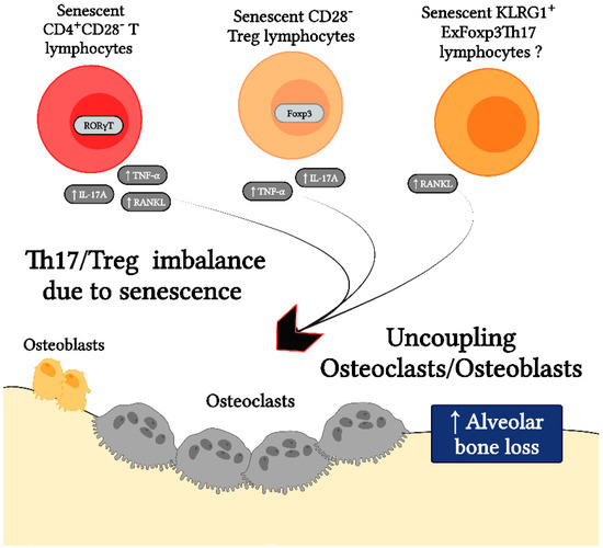 Senescent CD4+CD28− T Lymphocytes as a Potential Driver of Th17/Treg ...