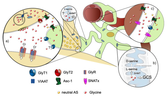 Synergistic Control of Transmitter Turnover at Glycinergic Synapses by ...