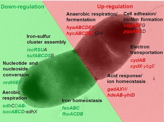 IJMS | Free Full-Text | Combined Transcriptomic and Proteomic Profiling ...