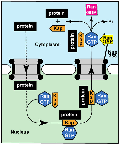 Function of the Nuclear Transport Machinery in Maintaining the ...