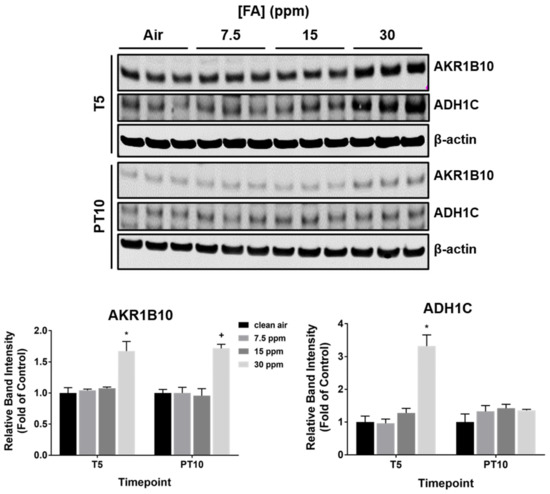 Evaluating the Sub-Acute Toxicity of Formaldehyde Fumes in an In Vitro ...