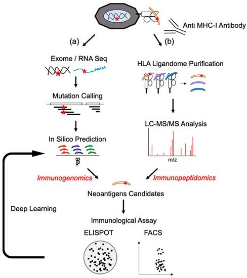 Identification of Neoantigens in Cancer Cells as Targets for Immunotherapy