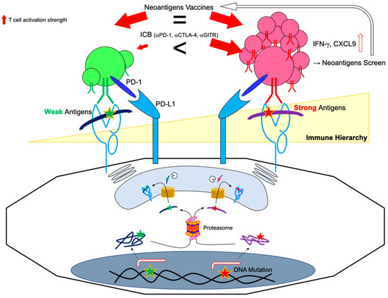 Identification of Neoantigens in Cancer Cells as Targets for Immunotherapy