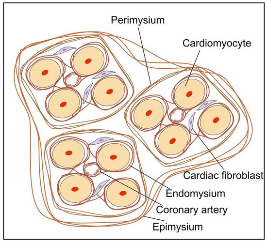 The Pathogenesis of Cardiac Fibrosis: A Review of Recent Progress