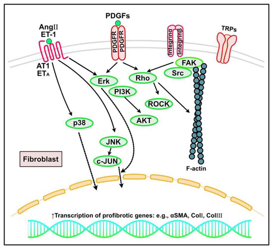 The Pathogenesis of Cardiac Fibrosis: A Review of Recent Progress