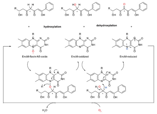 Properties and Mechanisms of Flavin-Dependent Monooxygenases and Their ...