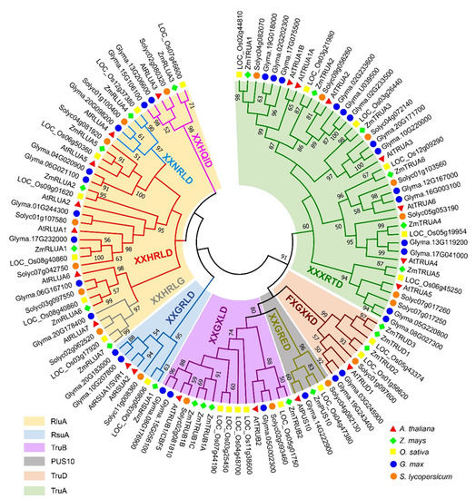 Genome-Wide Identification and Expression Analysis of Pseudouridine ...