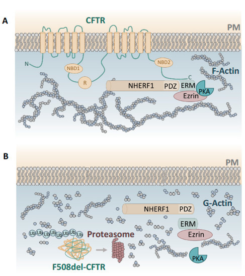 IJMS | Free Full-Text | CFTR, Cell Junctions and the Cytoskeleton