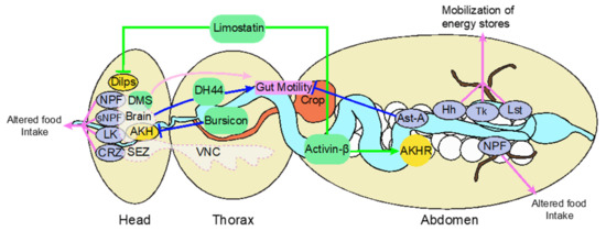 Nutrient Sensing via Gut in Drosophila melanogaster
