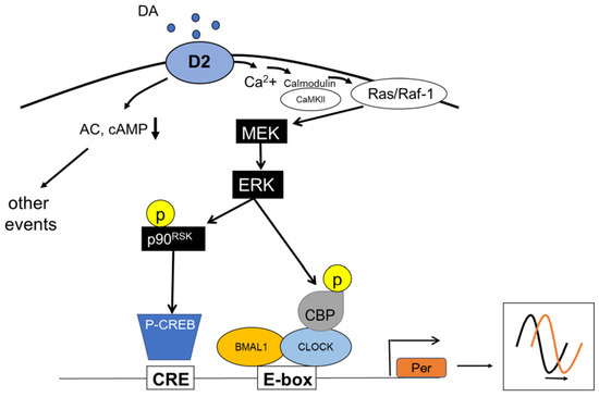 Circadian Regulation of Retinal Pigment Epithelium Function
