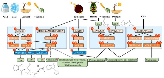 Mitogen-Activated Protein Kinase and Substrate Identification in Plant ...