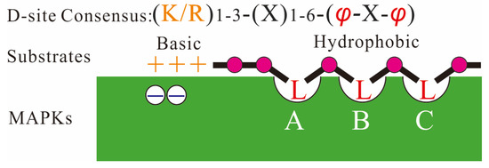 Mitogen-Activated Protein Kinase and Substrate Identification in Plant ...